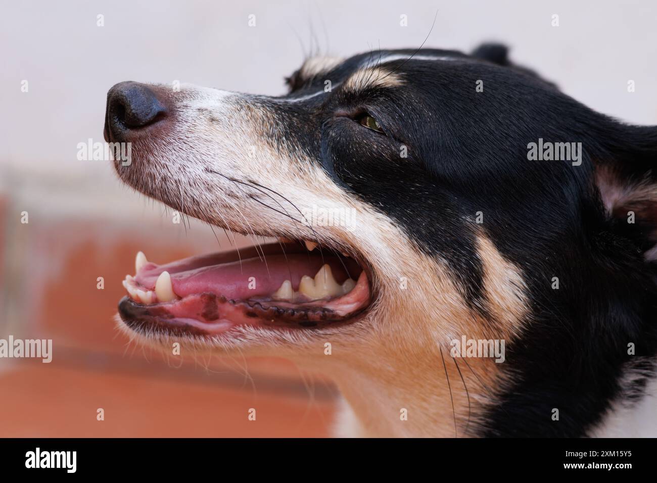 Closed profile portrait of an Andalusian winery buzzard dog with its ...