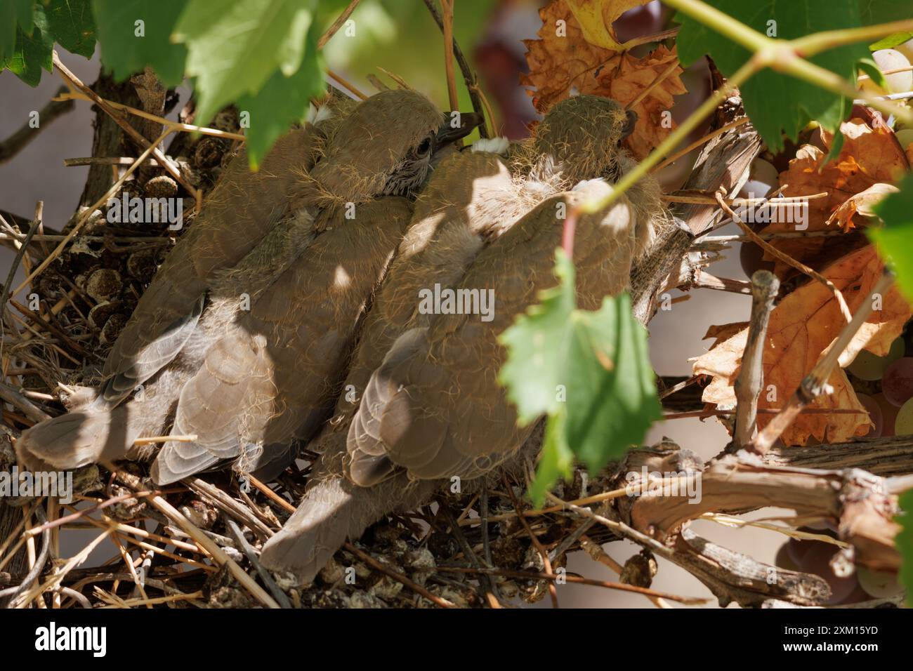 Collared pigeon chicks, Streptopelia decaocto, in nest built on Vitis ...
