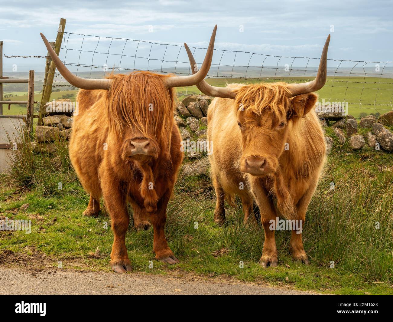 Highland cows experience scotland hi-res stock photography and images ...