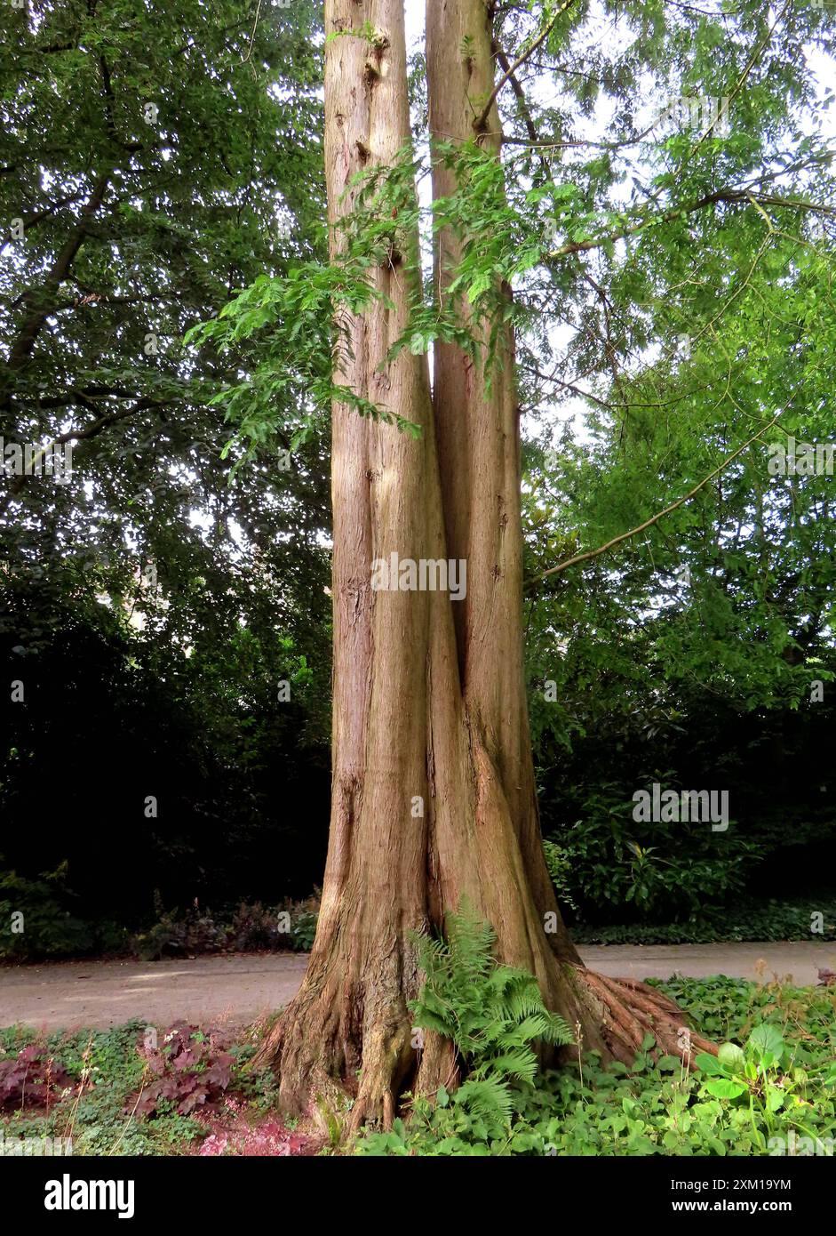Mammut trees hi-res stock photography and images - Alamy