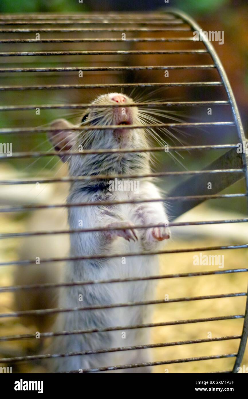 Laboratory rat running hi-res stock photography and images - Alamy