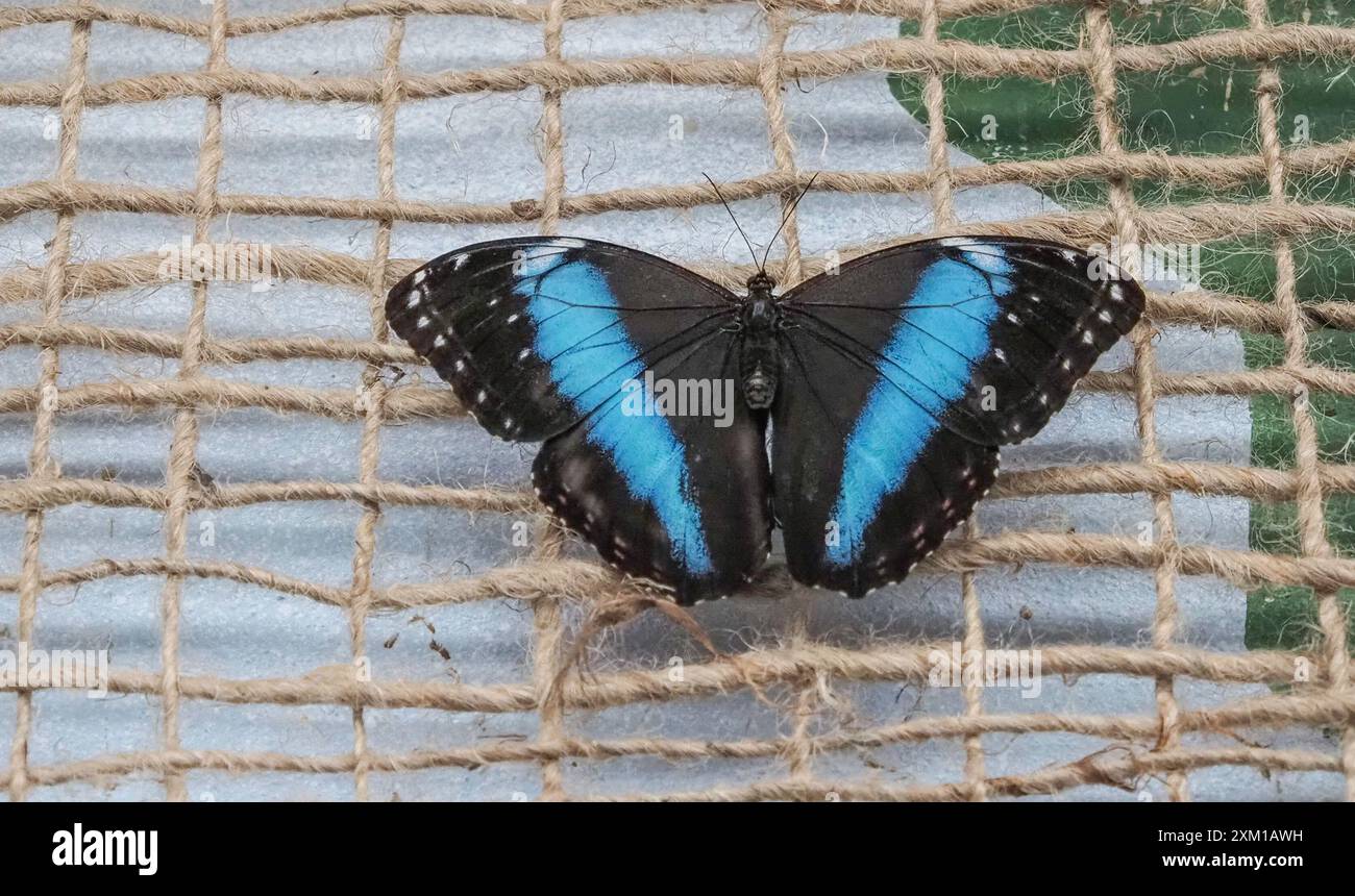 Morpho achilles, the Achilles morpho, blue-banded morpho, banded blue ...