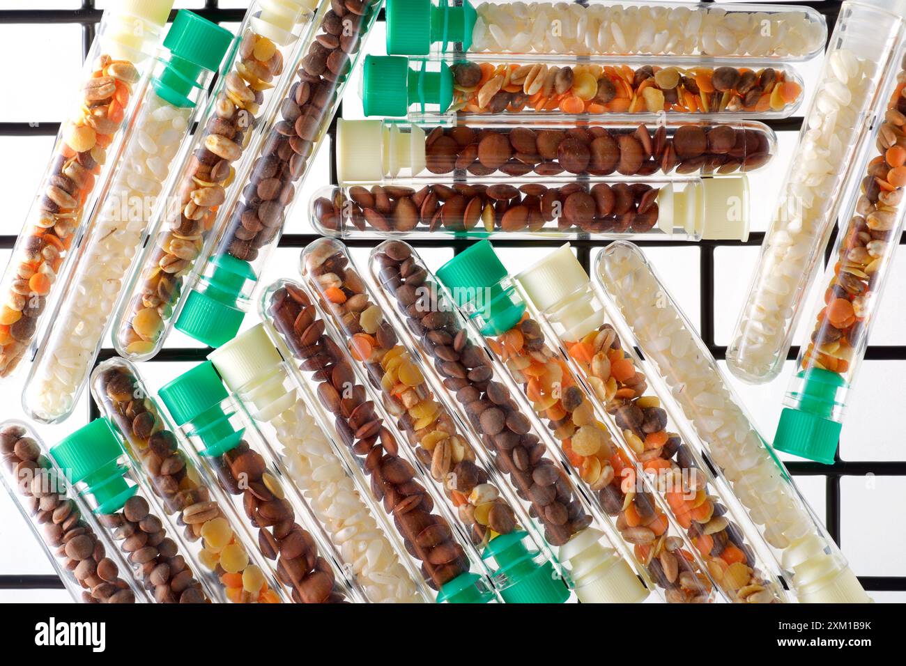 Genetically modified seeds hi-res stock photography and images - Alamy