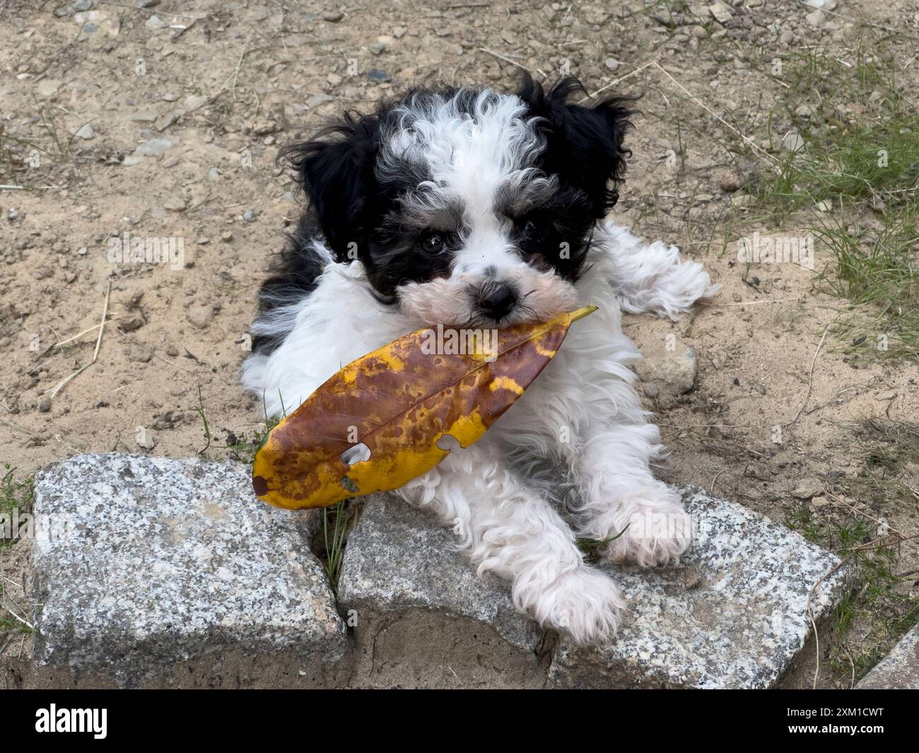 bolonka zwetna Shih Tzu puppy with a leaf in its mouth Stock Photo - Alamy