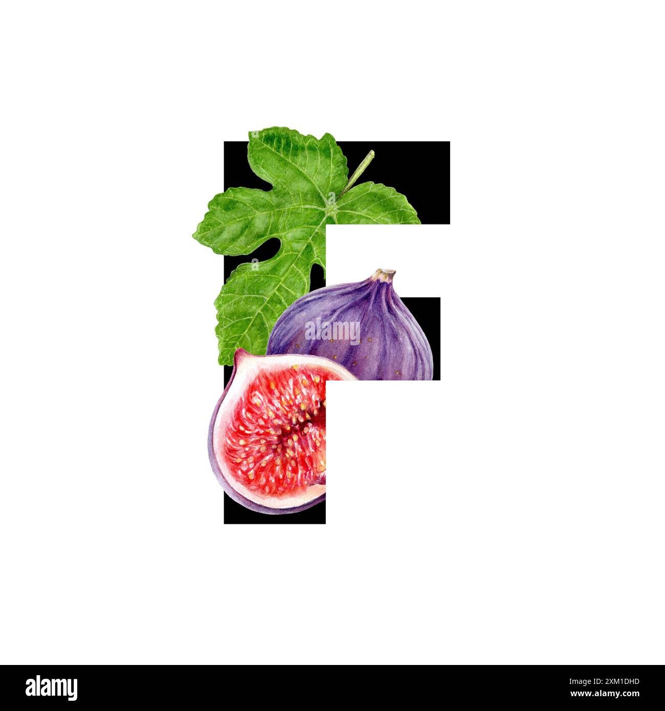 Graphic Design with Letter F, Fig Fruit, and Leaf, with watercolor ...