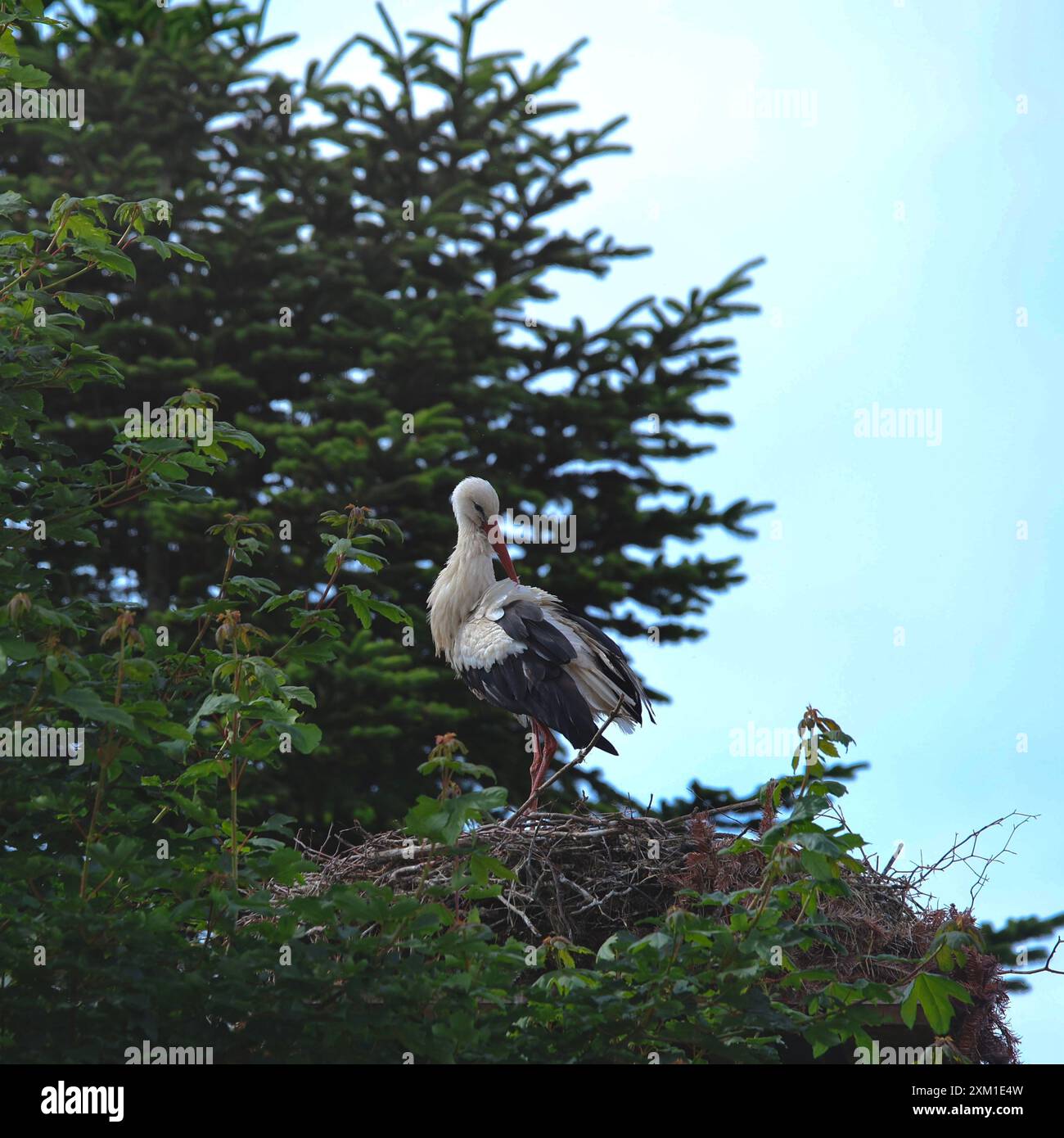 Storch im Nest Stock Photo - Alamy
