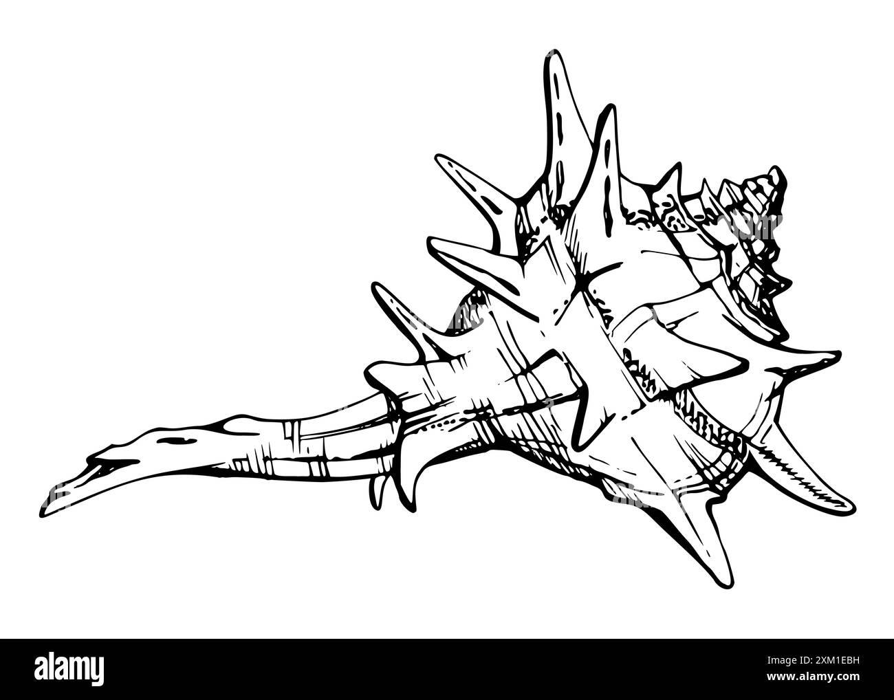 Marine life, sea ocean underwater creatures fish, shells algae seaweed ...