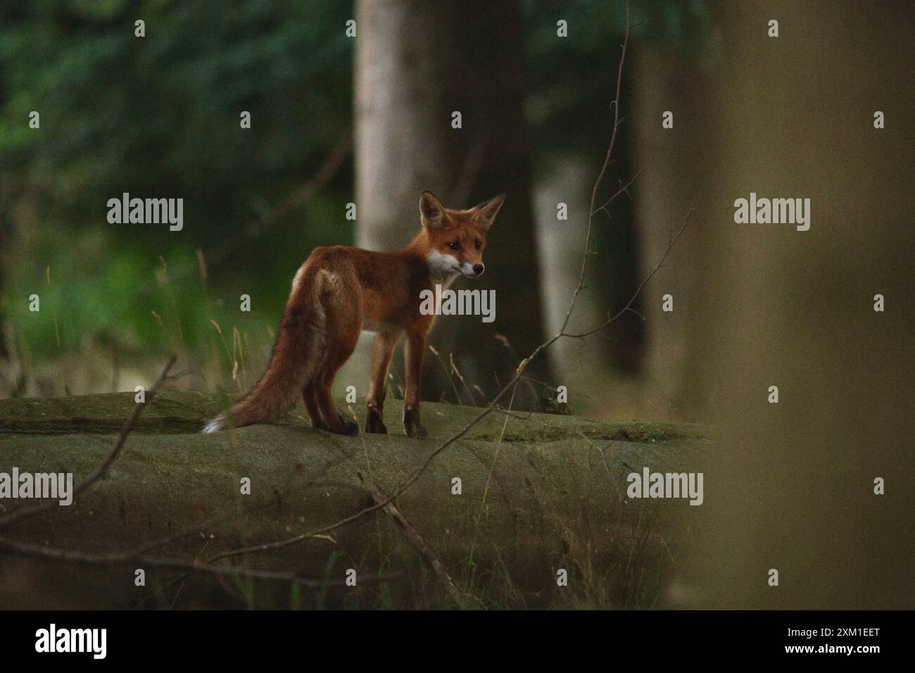 Rotfuchs im Wald - Red Fox in the forest Stock Photo - Alamy