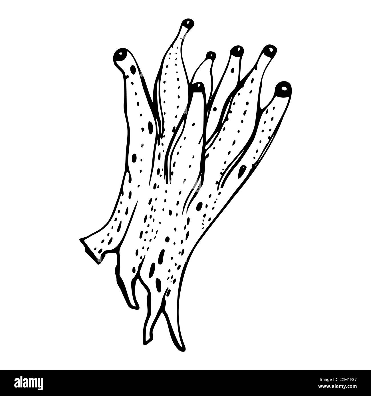 Sea sponge drawing Stock Vector Images - Alamy