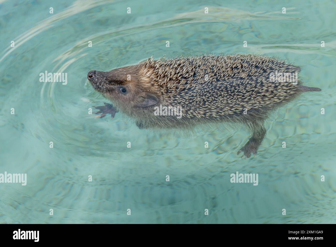 A cute hedgehog cools down from the summer heat by bathing in fresh ...