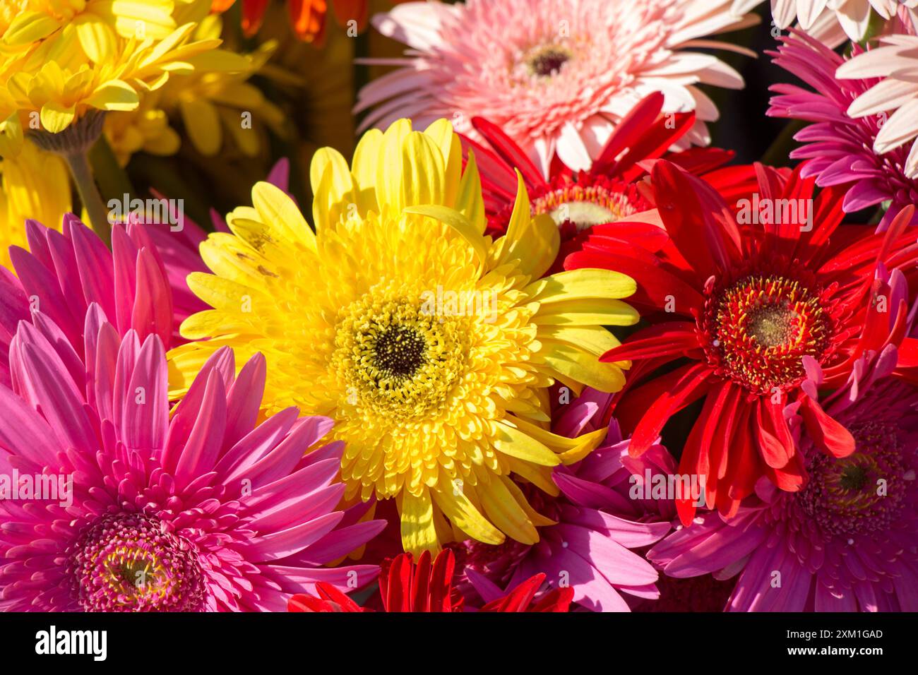 Beautiful colorful natural spring flowers as a nature background Stock ...