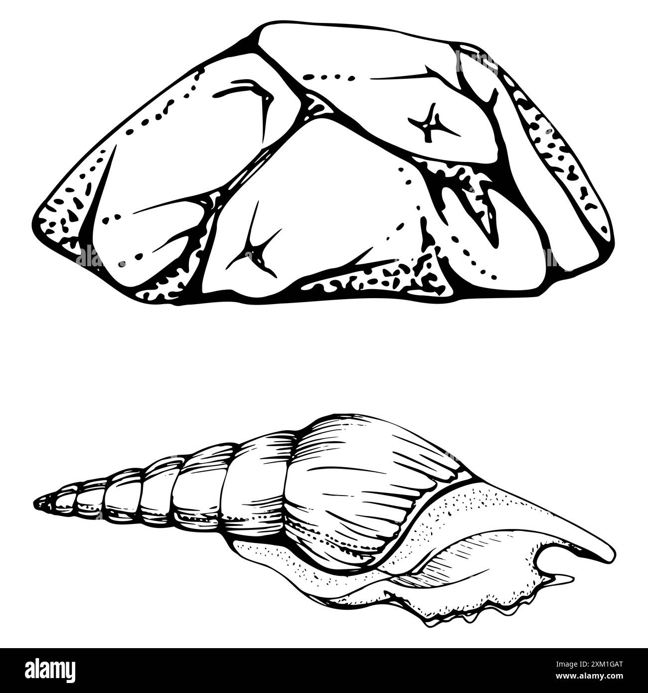 Marine life, sea ocean underwater creatures fish, shells algae seaweed ...