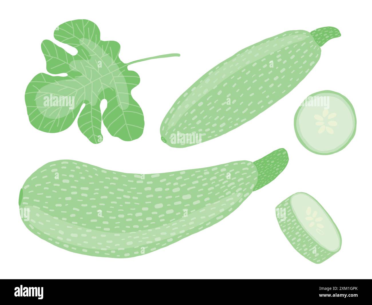 Zucchini vector flat style set Stock Vector Image & Art - Alamy