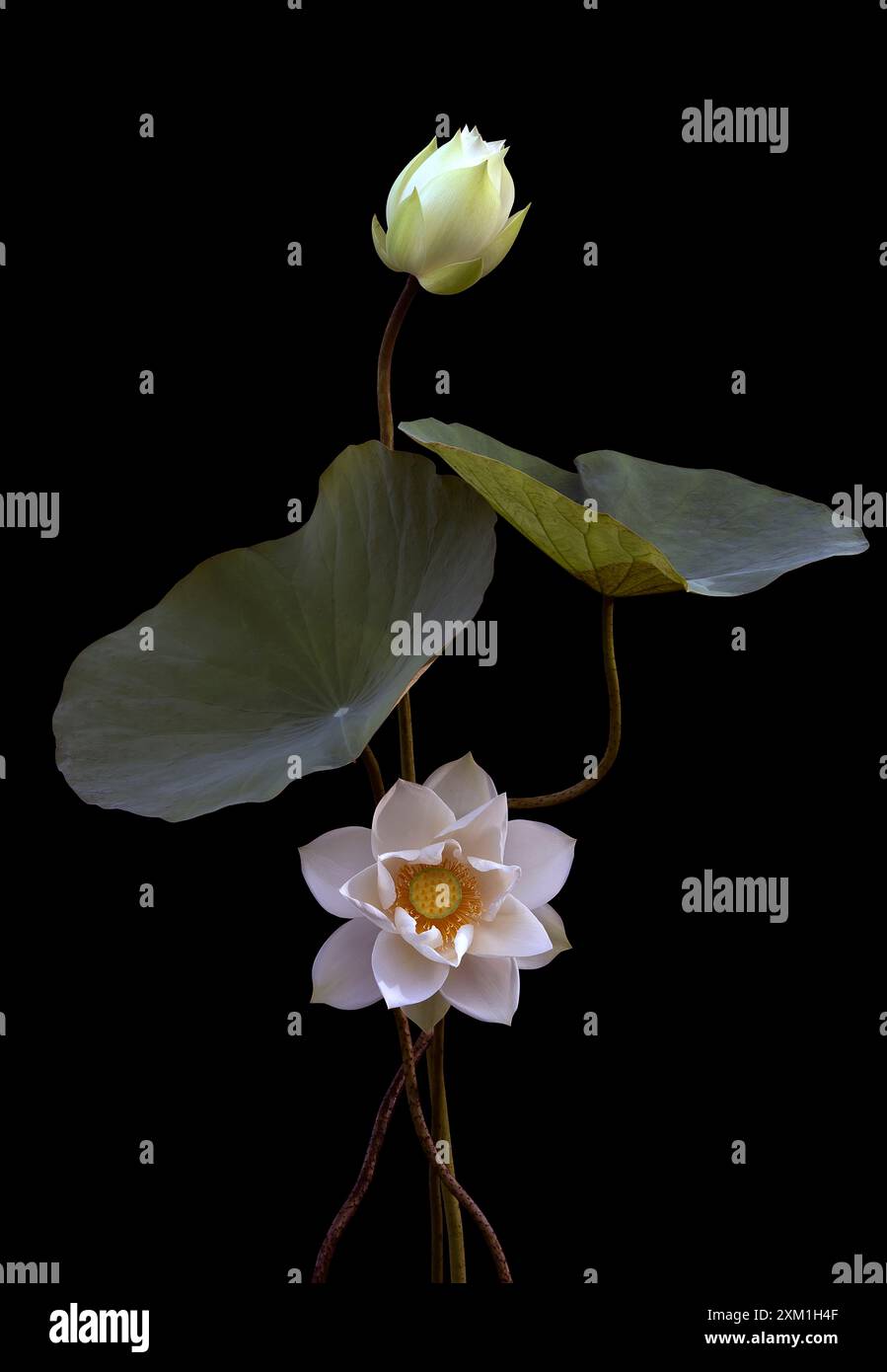pure beauty of white lotus Stock Photo - Alamy