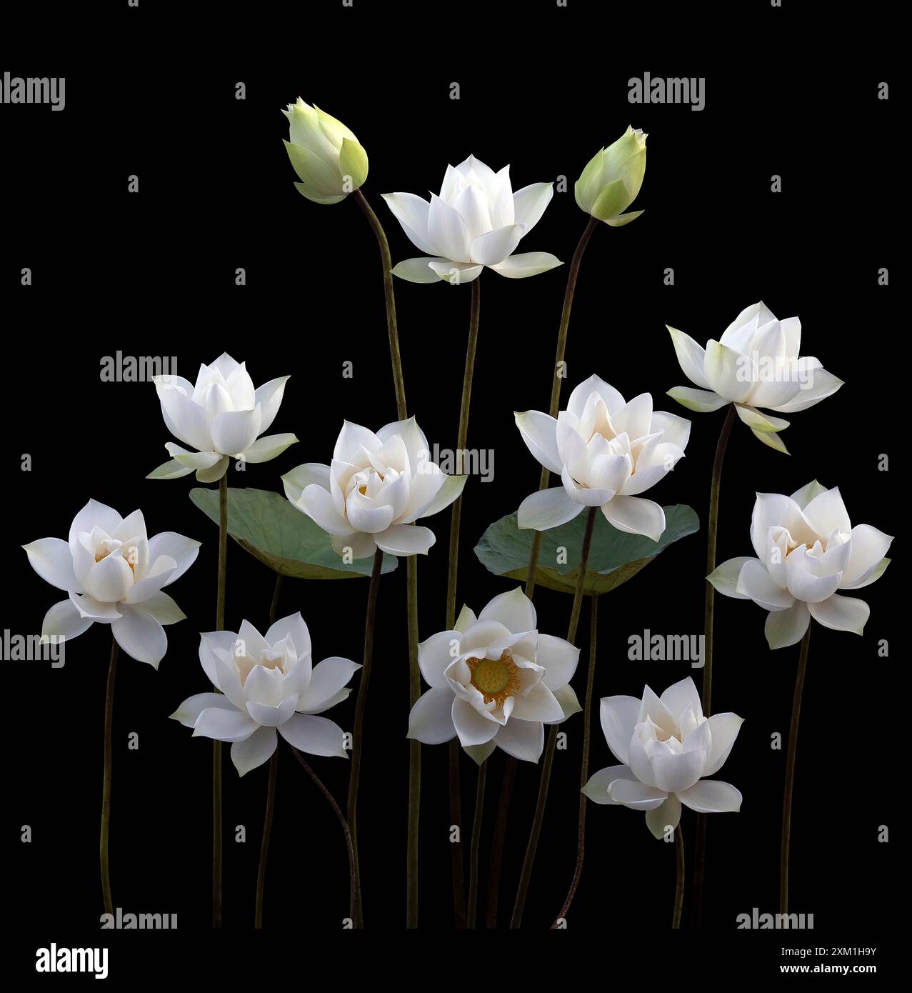 pure beauty of white lotus Stock Photo - Alamy