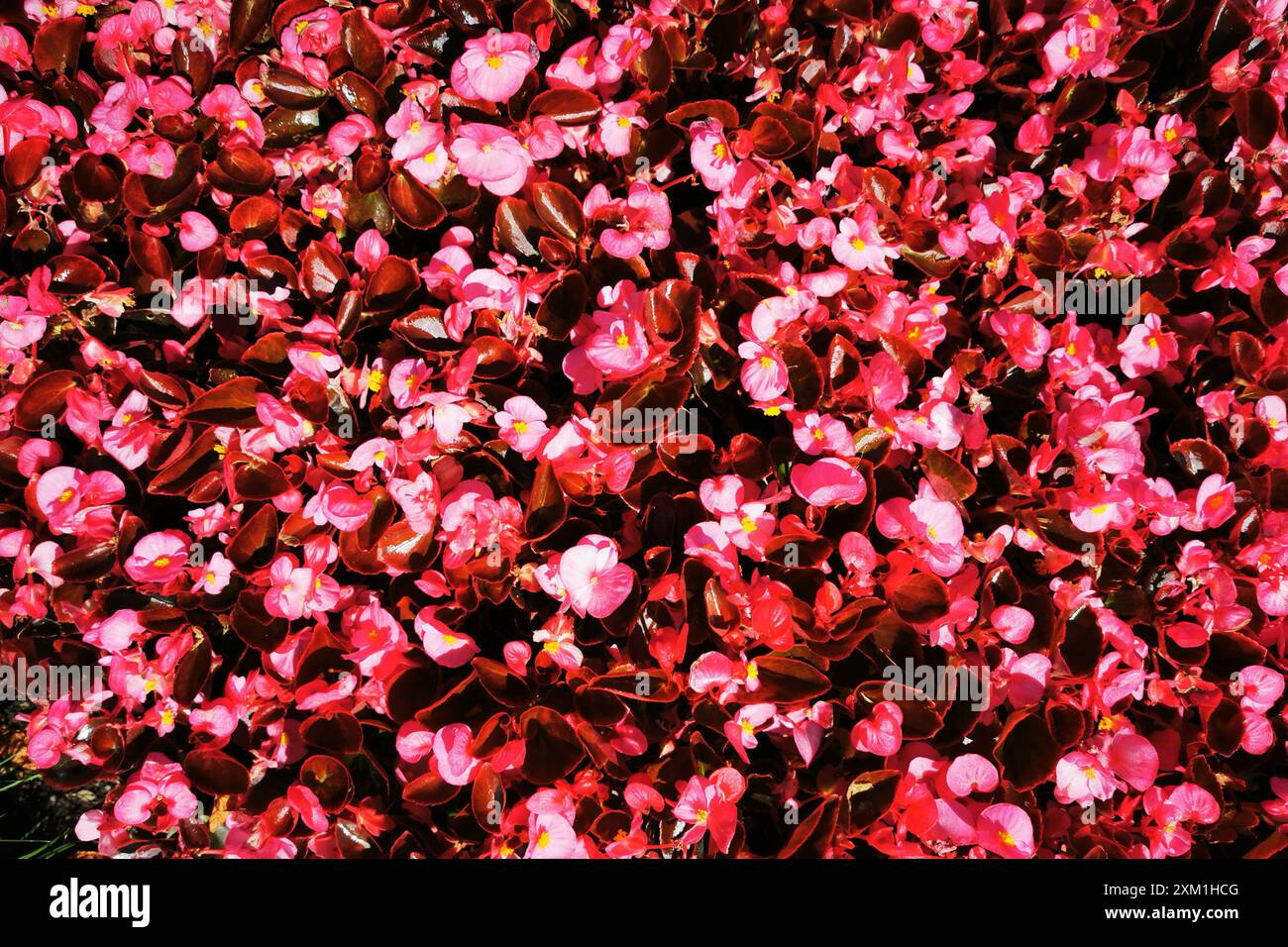 unknown pink flowers texture as nice background Stock Photo - Alamy