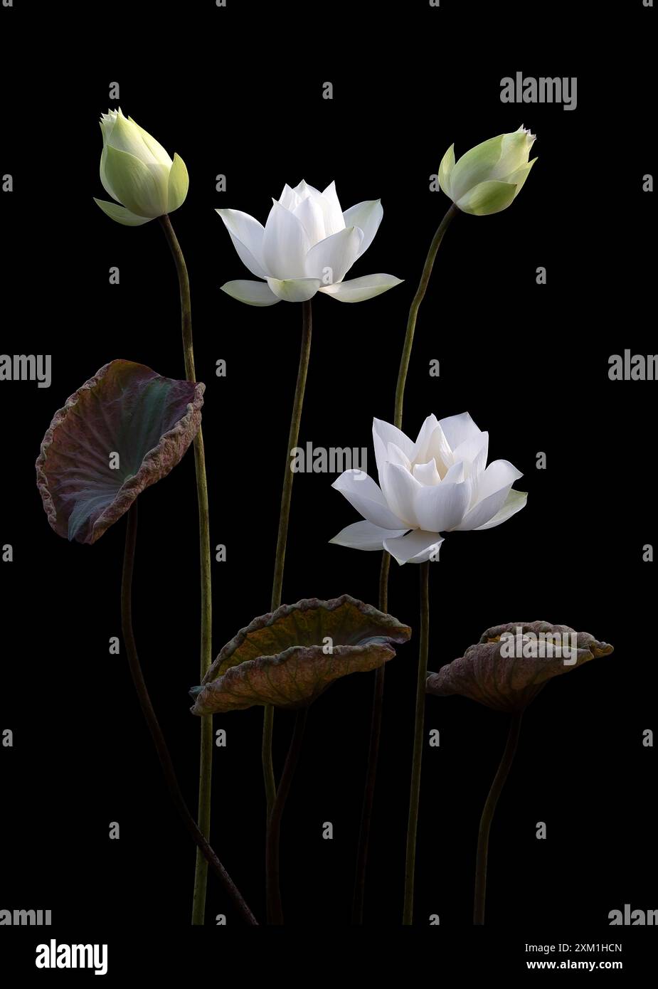 pure beauty of white lotus Stock Photo - Alamy