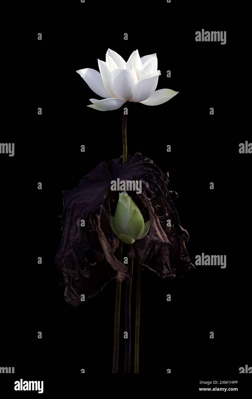 pure beauty of white lotus Stock Photo - Alamy