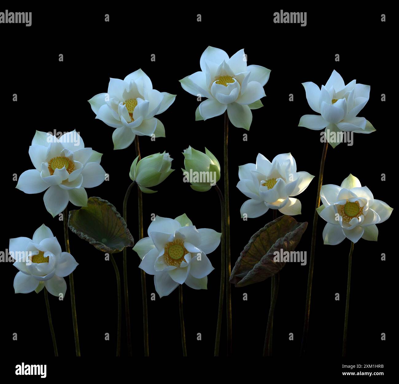 pure beauty of white lotus Stock Photo - Alamy