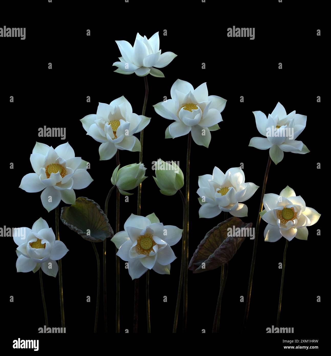 pure beauty of white lotus Stock Photo - Alamy