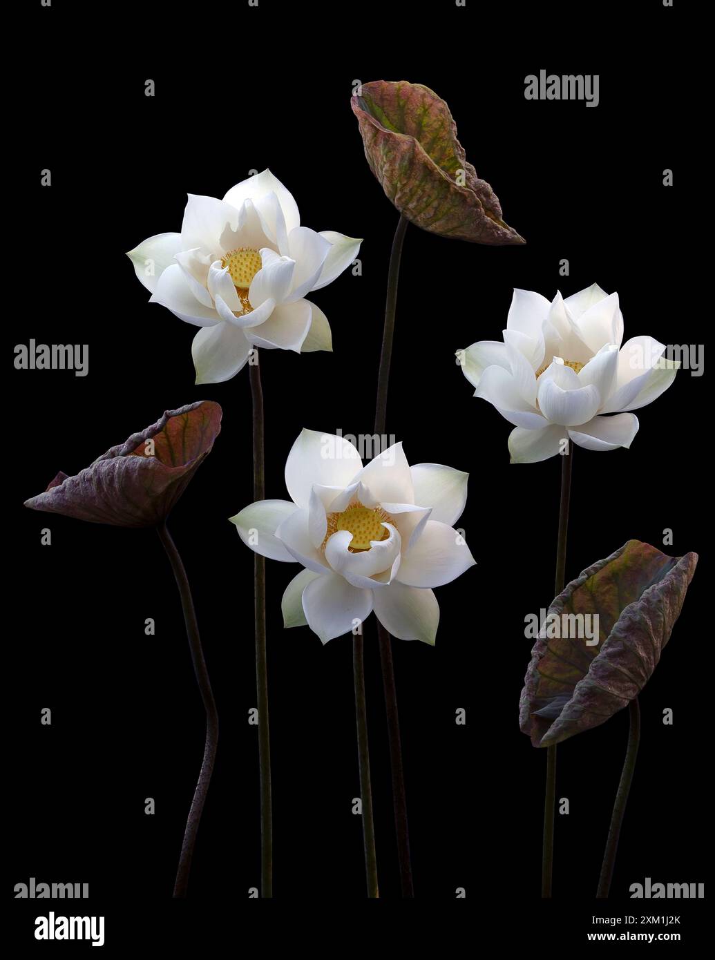 pure beauty of white lotus Stock Photo - Alamy