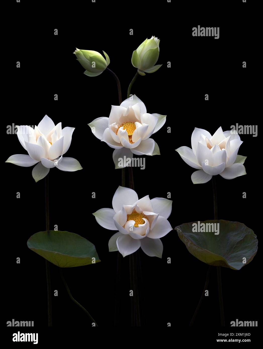 pure beauty of white lotus Stock Photo - Alamy