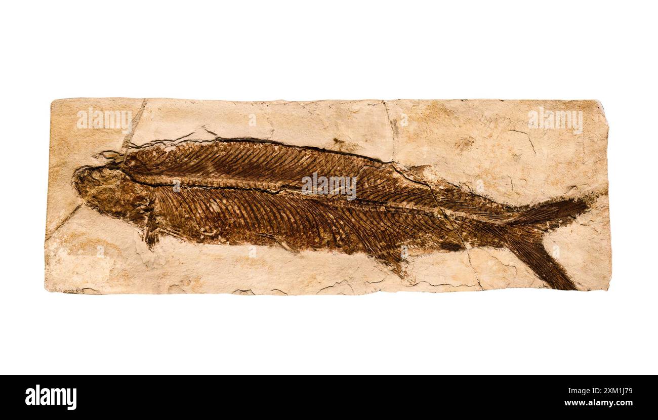 Prehistoric fish fossil impint in stone isolated on a white background ...