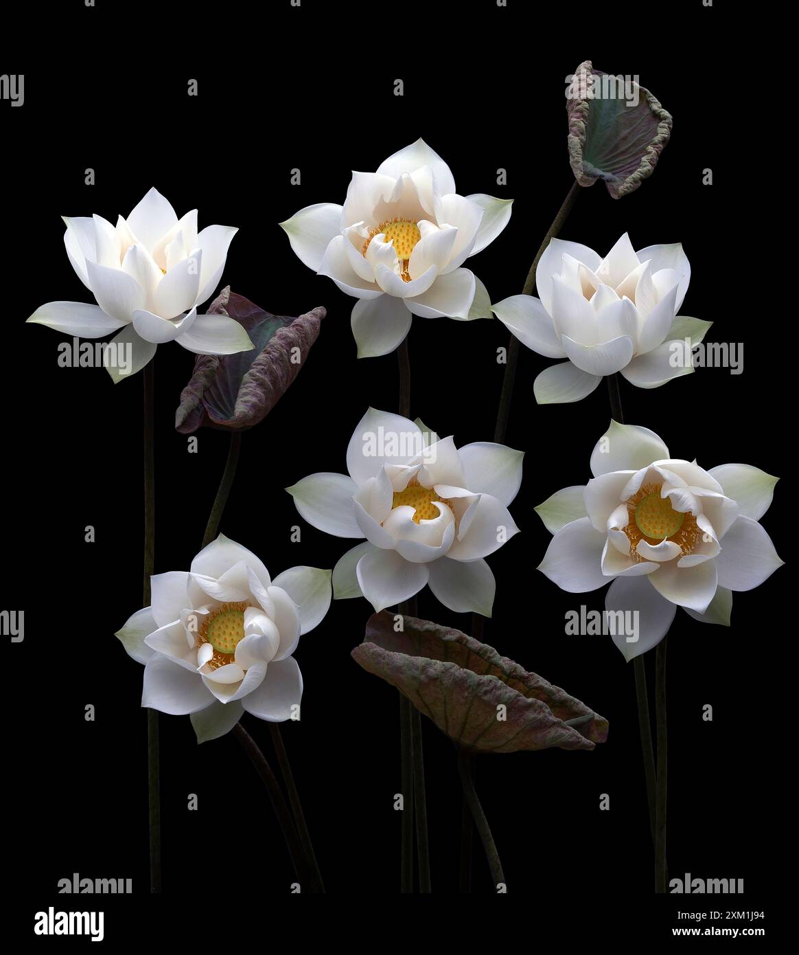 pure beauty of white lotus Stock Photo - Alamy
