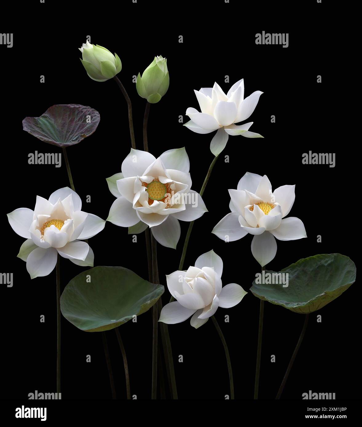 pure beauty of white lotus Stock Photo - Alamy