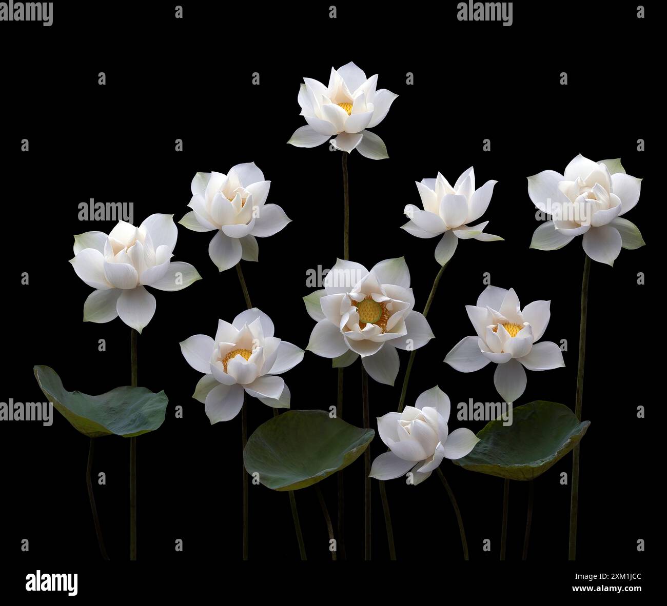 pure beauty of white lotus Stock Photo - Alamy