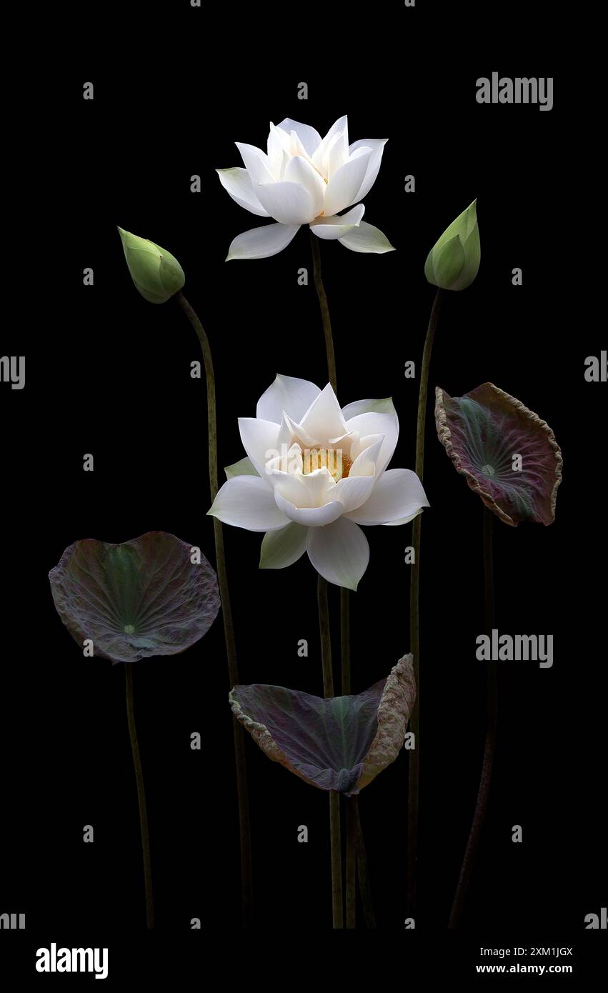 pure beauty of white lotus Stock Photo - Alamy
