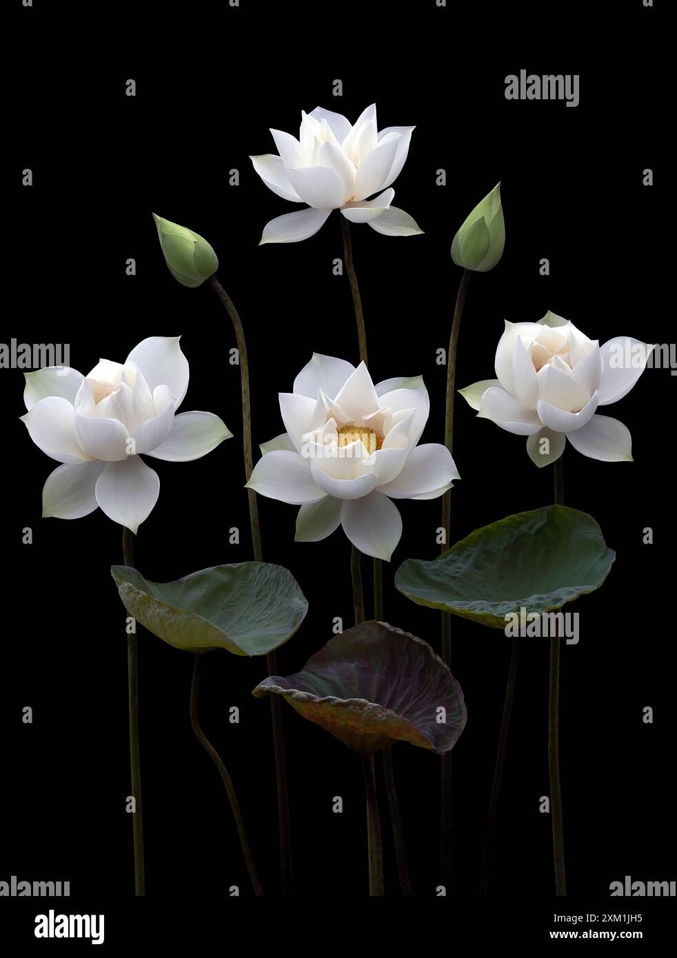 pure beauty of white lotus Stock Photo - Alamy