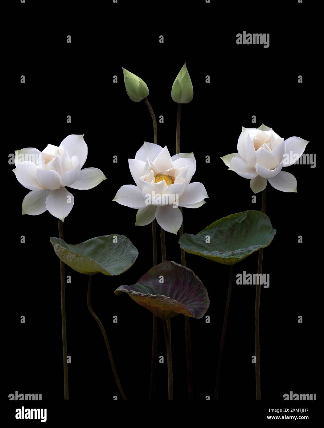 pure beauty of white lotus Stock Photo - Alamy