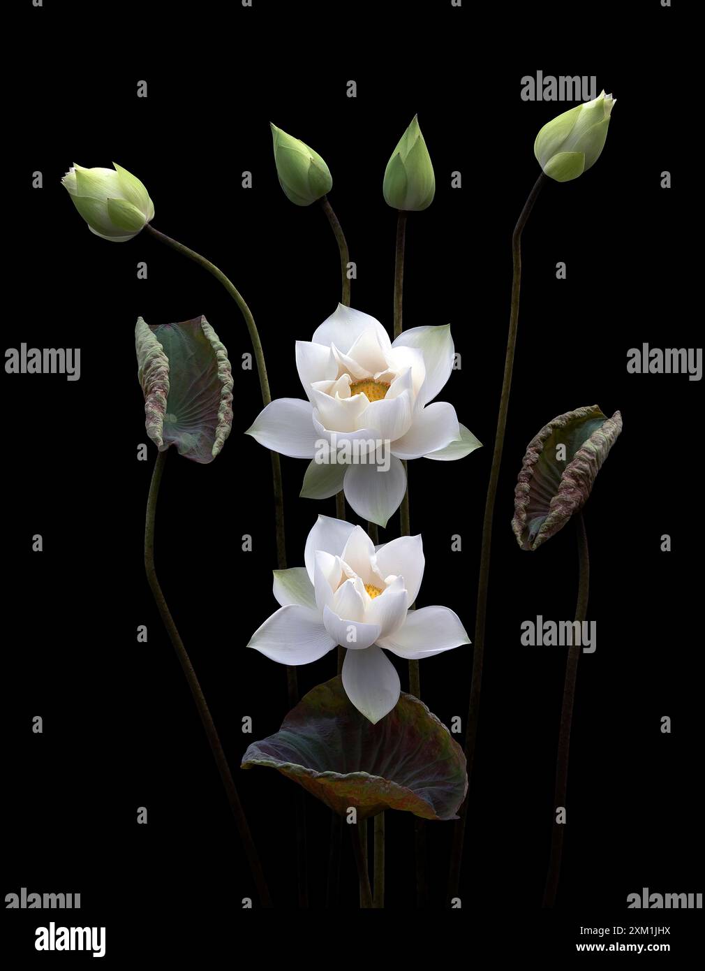 pure beauty of white lotus Stock Photo - Alamy
