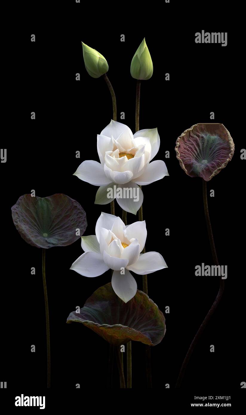 pure beauty of white lotus Stock Photo - Alamy