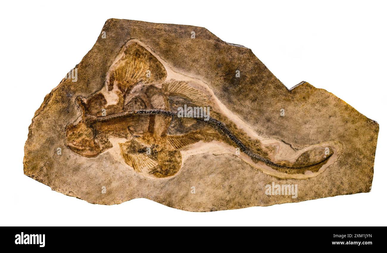 Marine animal Pseudorhina alifera fossil or prehistoric shark fish ...
