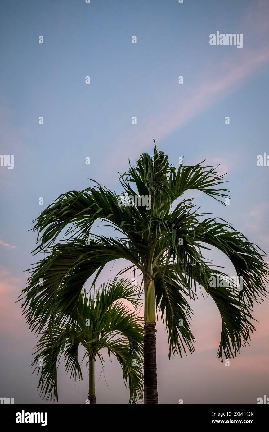 Palm trees, Panama City, Panama, Central America Stock Photo - Alamy