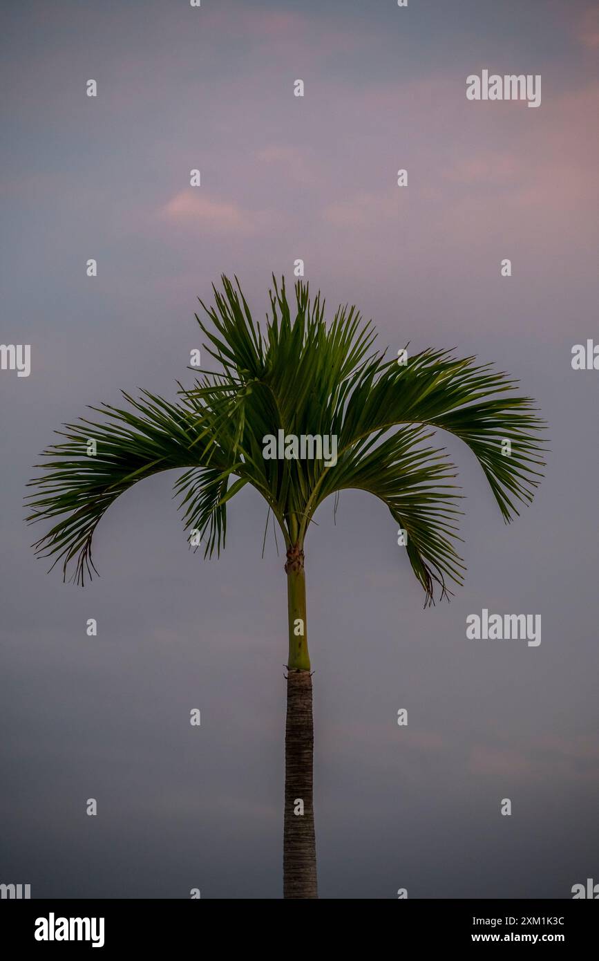 Purple city palms hi-res stock photography and images - Alamy