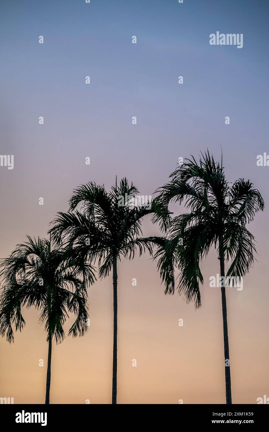 Palm trees, Panama City, Panama, Central America Stock Photo - Alamy