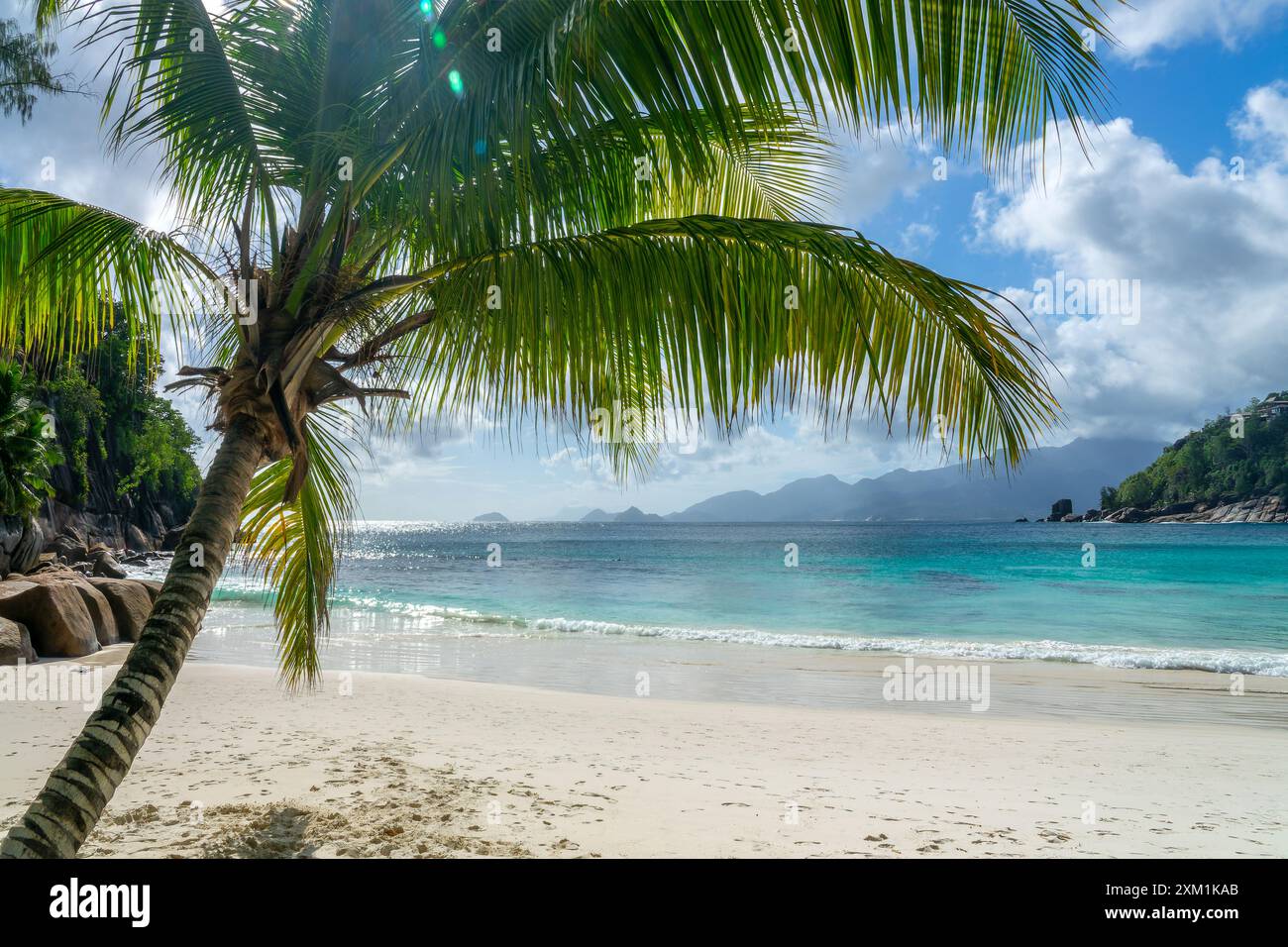 Coconut Palm tree in Petite Anse beach Mahé island, Seychelles Stock ...