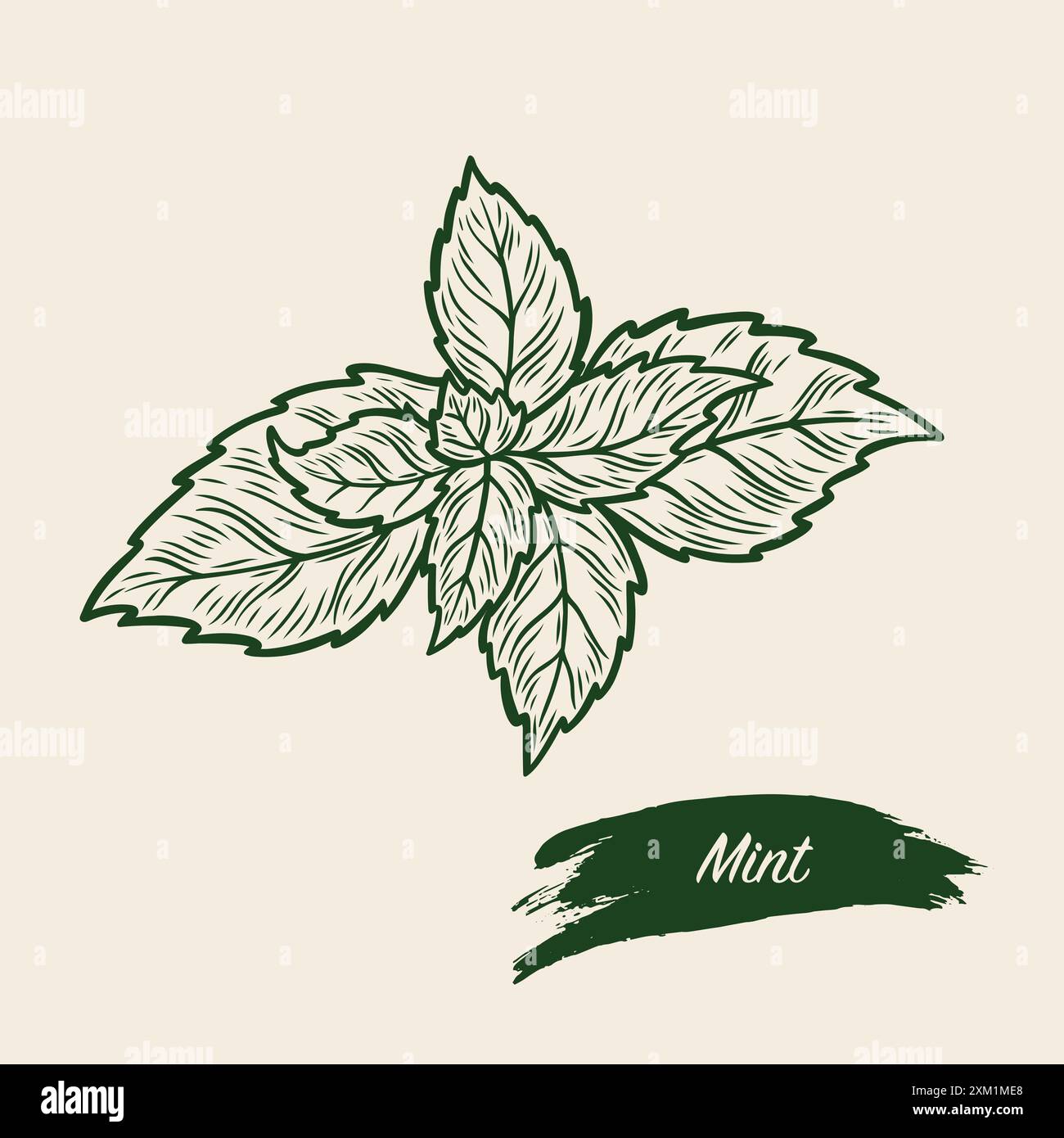 Sketch drawing of mint, mint in retro style Stock Vector Image & Art ...