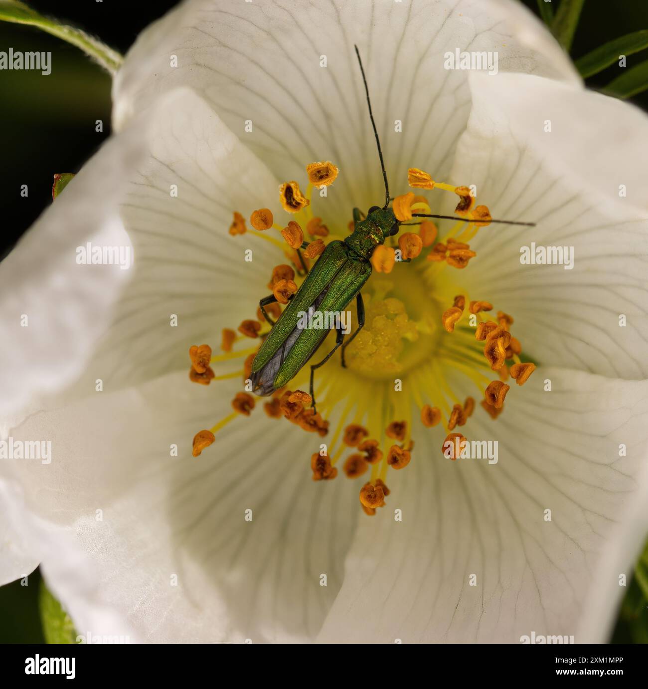 A female thick-legged flower beetle, Oedemera nobilis, feeding on ...