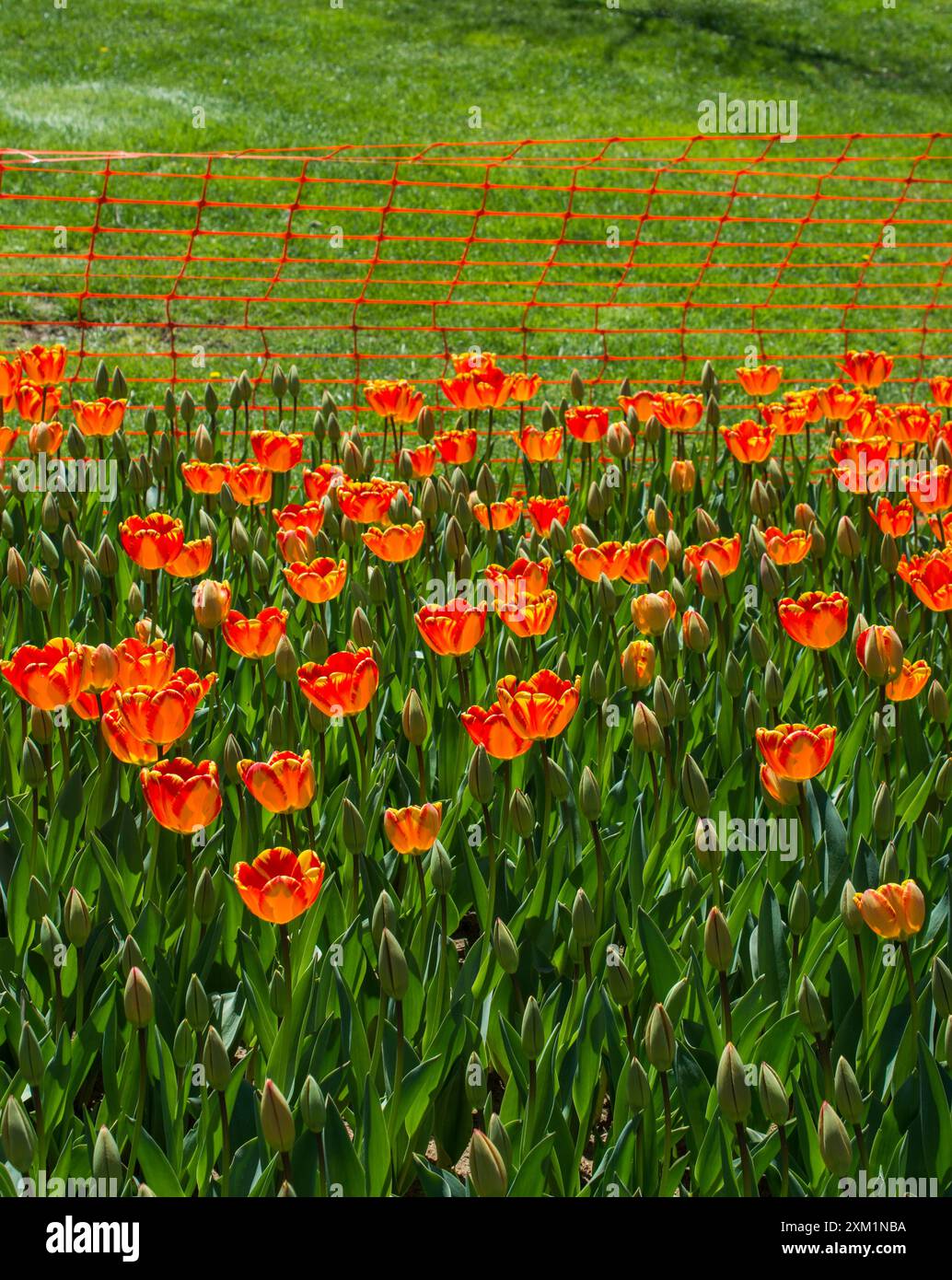 Rubber fence protection in the tulip garden Stock Photo - Alamy