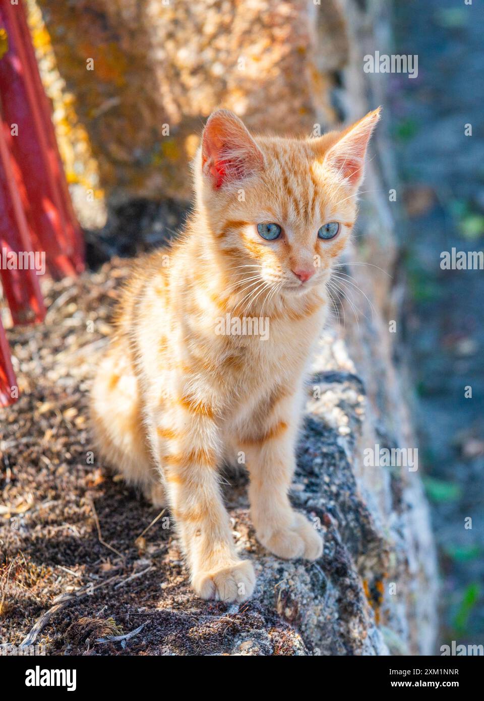 Animales pequeños hi-res stock photography and images - Alamy