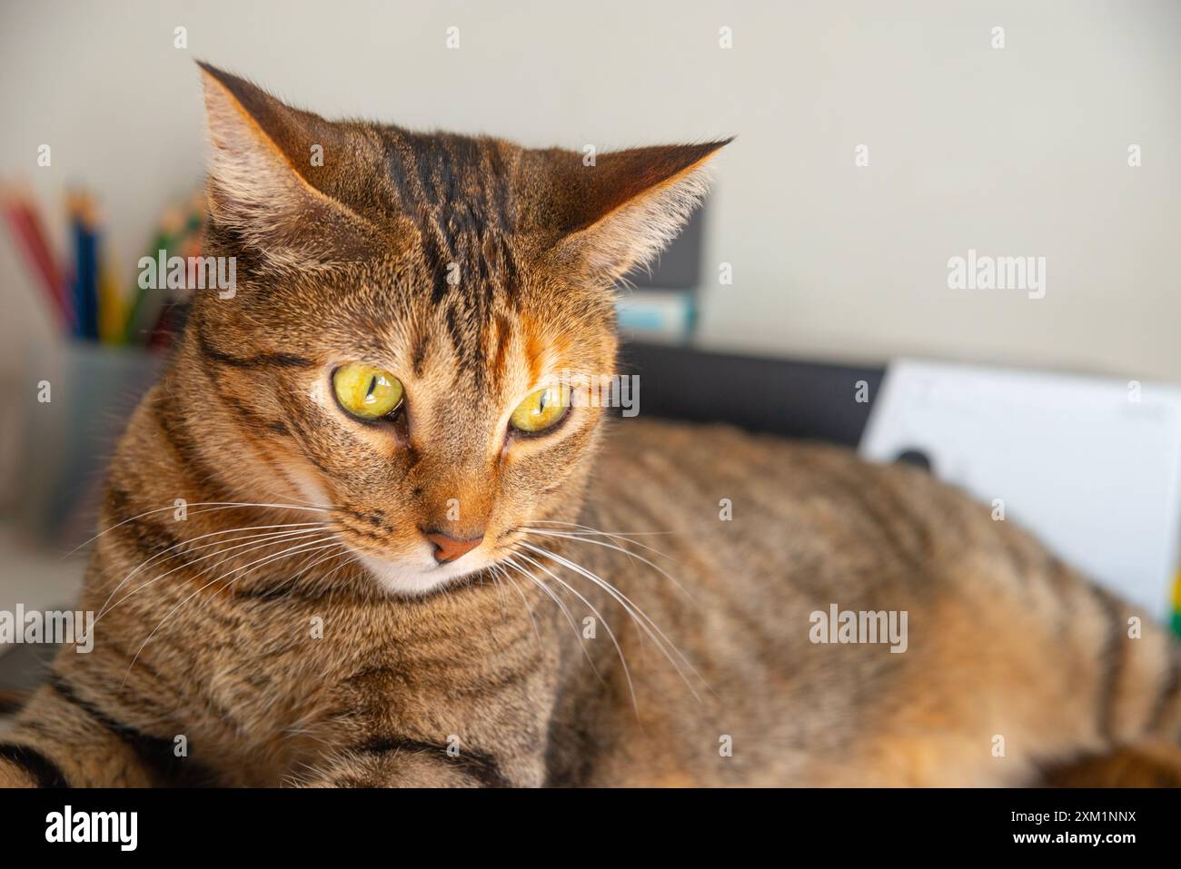 Animals inside home hi-res stock photography and images - Alamy