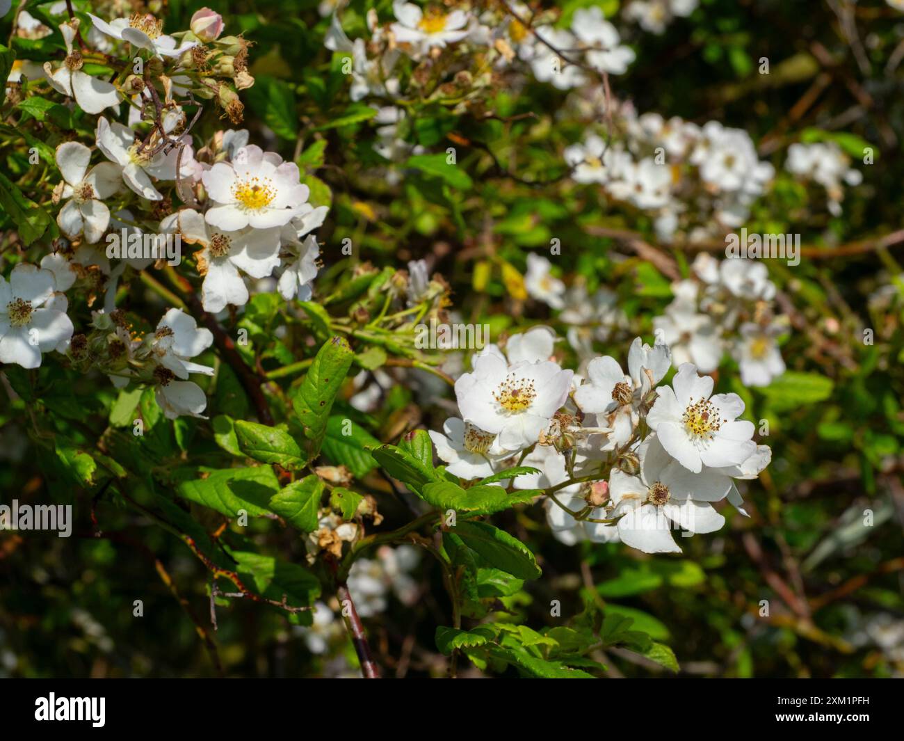 Smooth Rose, Rosa blanda Stock Photo - Alamy