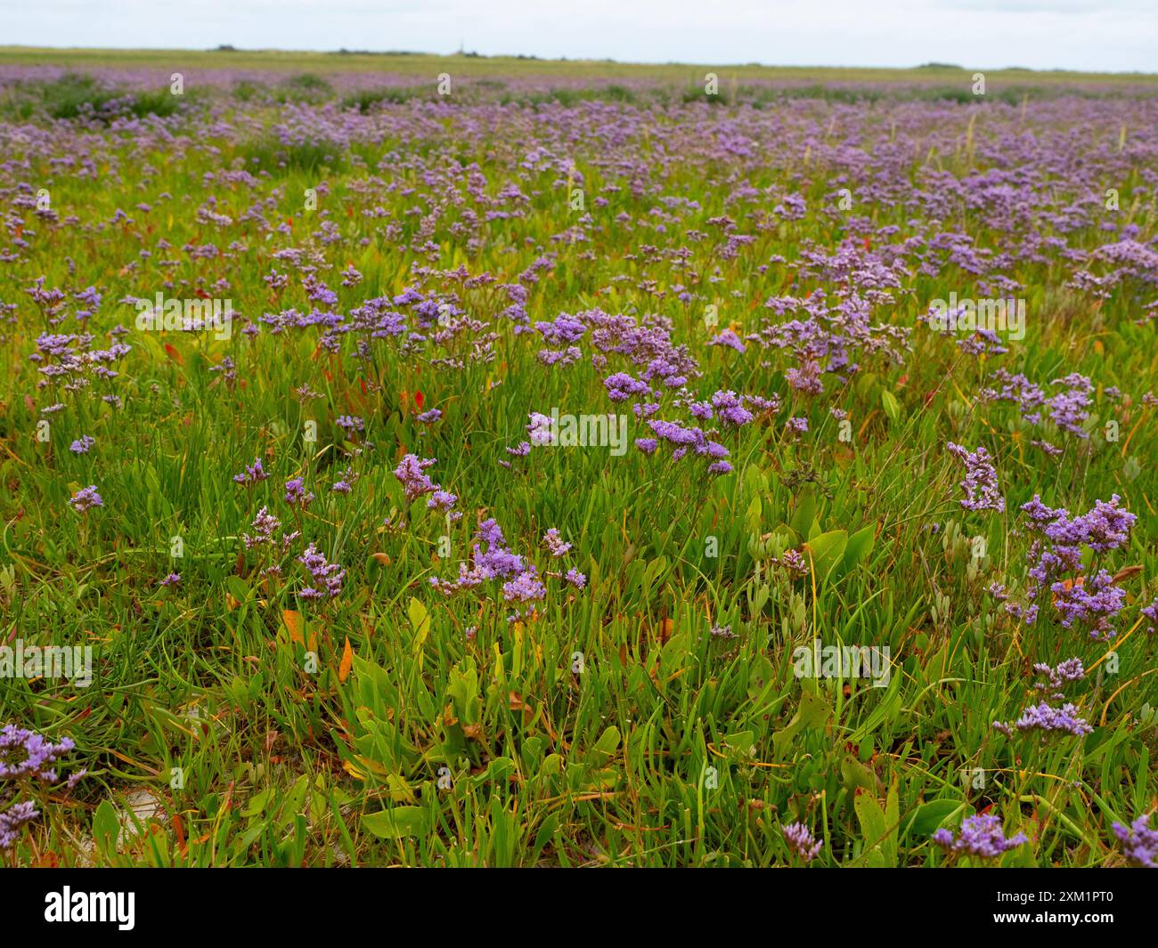 Common sea-lavender Scientific name: Limonium vulgare Stock Photo - Alamy