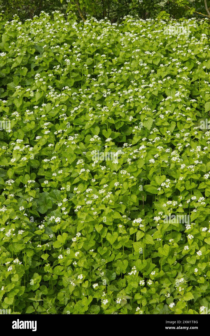 A large group of Garlic mustard, Alliaria petiolata, plants in flower ...