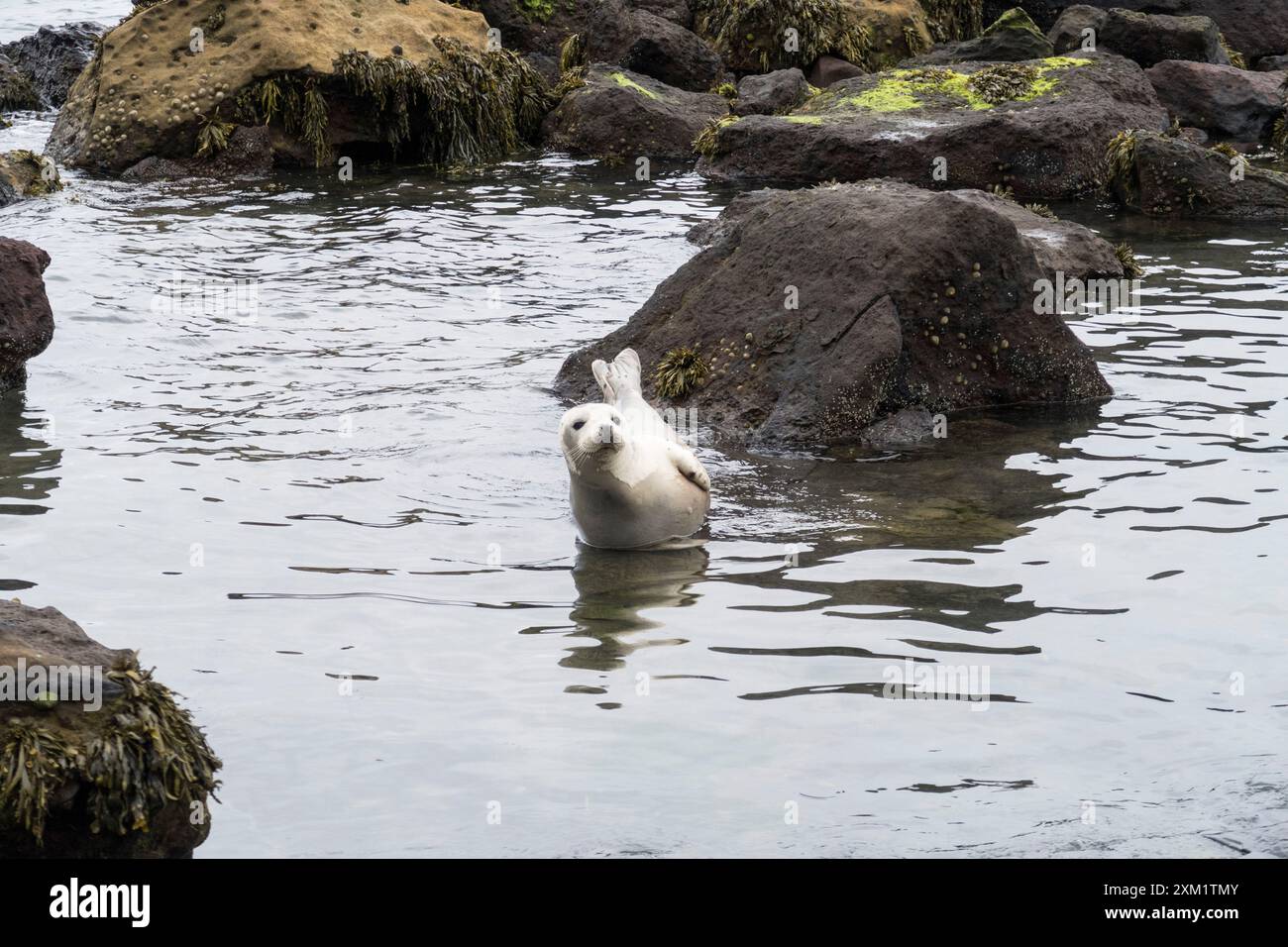 Grey Seals at Ravenscar, North Yorkshire, British Isles Stock Photo - Alamy