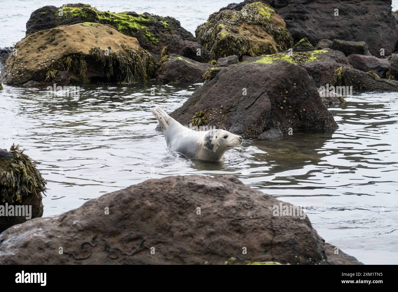 Ravenscar seals hi-res stock photography and images - Alamy